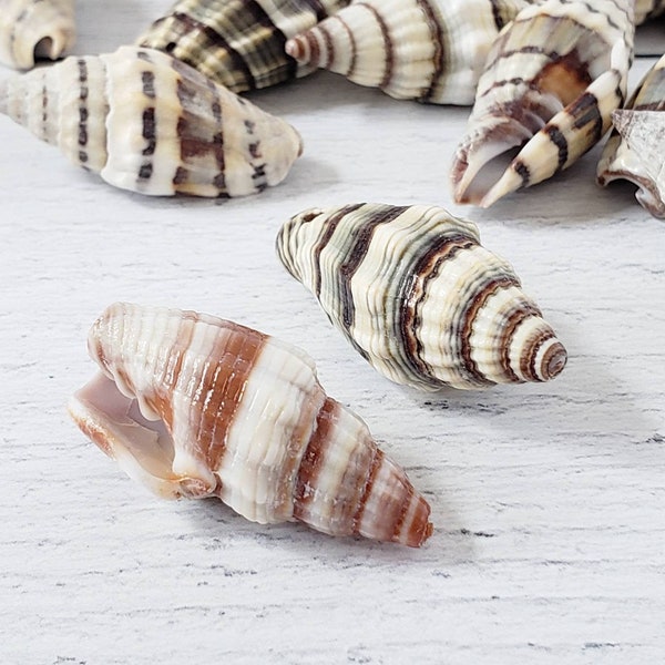 Drilled Seashells - Etsy