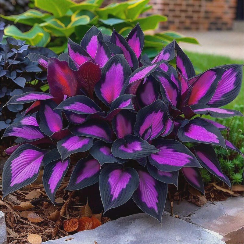 Purple Hosta Plant - Etsy