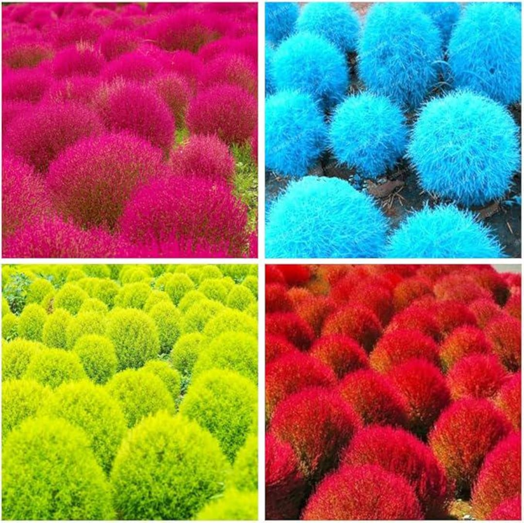 3000+ Kochia Seeds | Burning Bush Foliage Plant | Non-gmo Heirloom ...