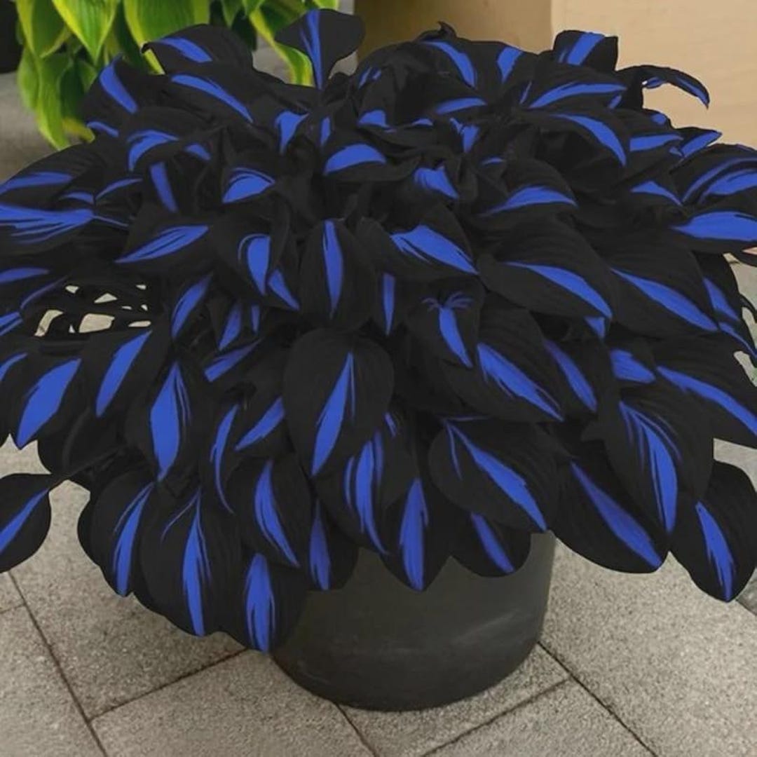 200+ Blue & Black Hosta Seeds - Perennial Shade Plants for Outdoor ...