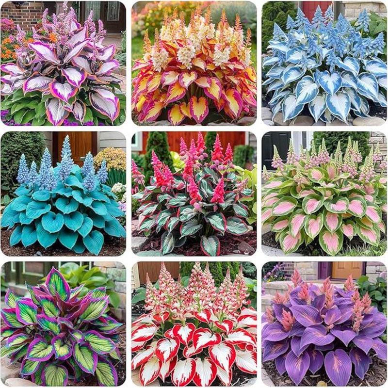 Hostas Colored - Etsy