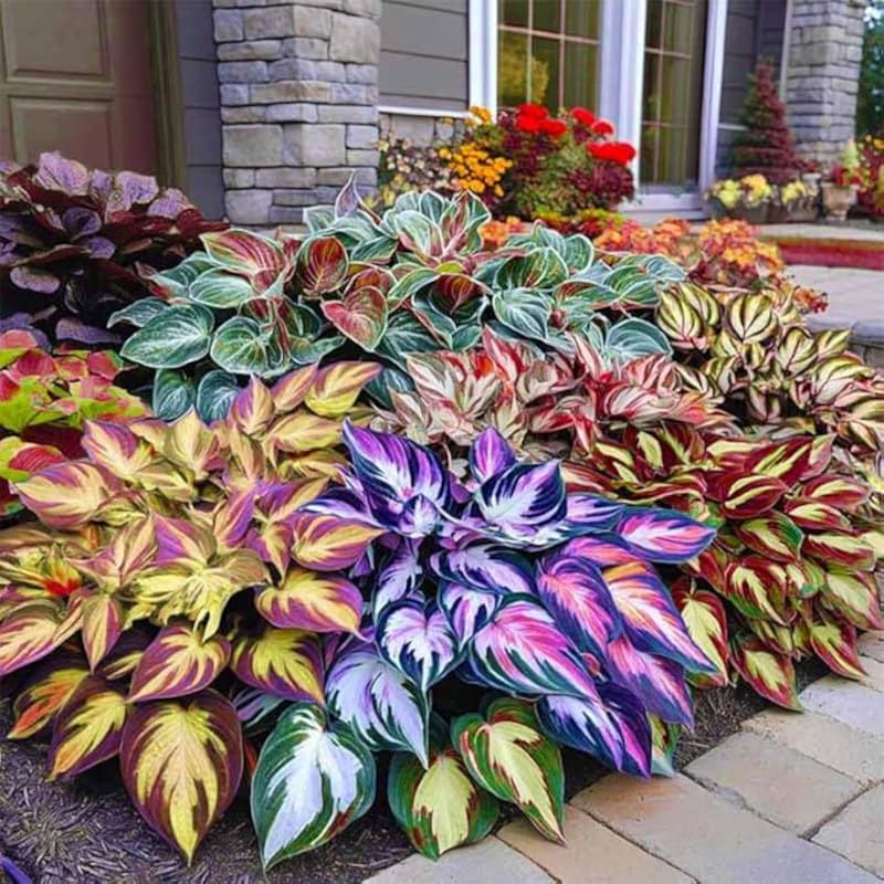 Hostas Rainbow - Etsy