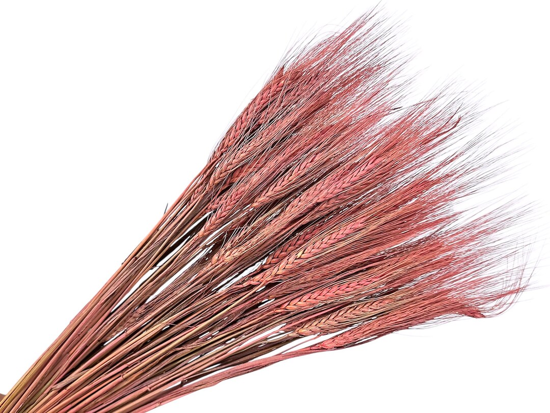 Tallos de centeno secos color malva: 80 flores de boda bohemias - Etsy ...