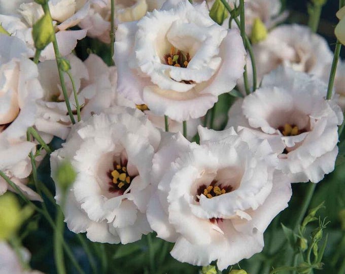 LIVE LISIANTHUS PLANTS. Corelli Light Pink Group 2. Ready to Plant ...