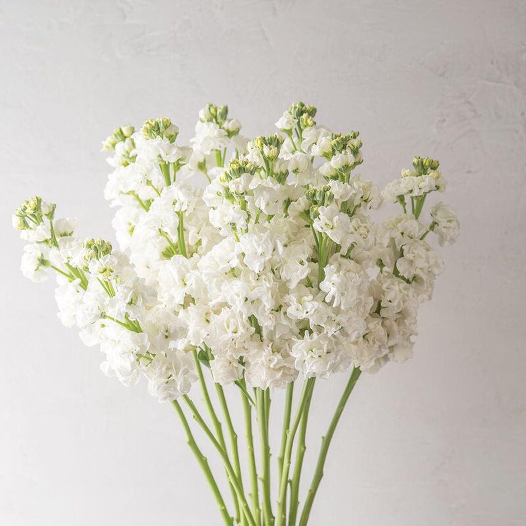LIVE Column Stock Flower Starter Plants for Cut Flower Garden. Ready to ...