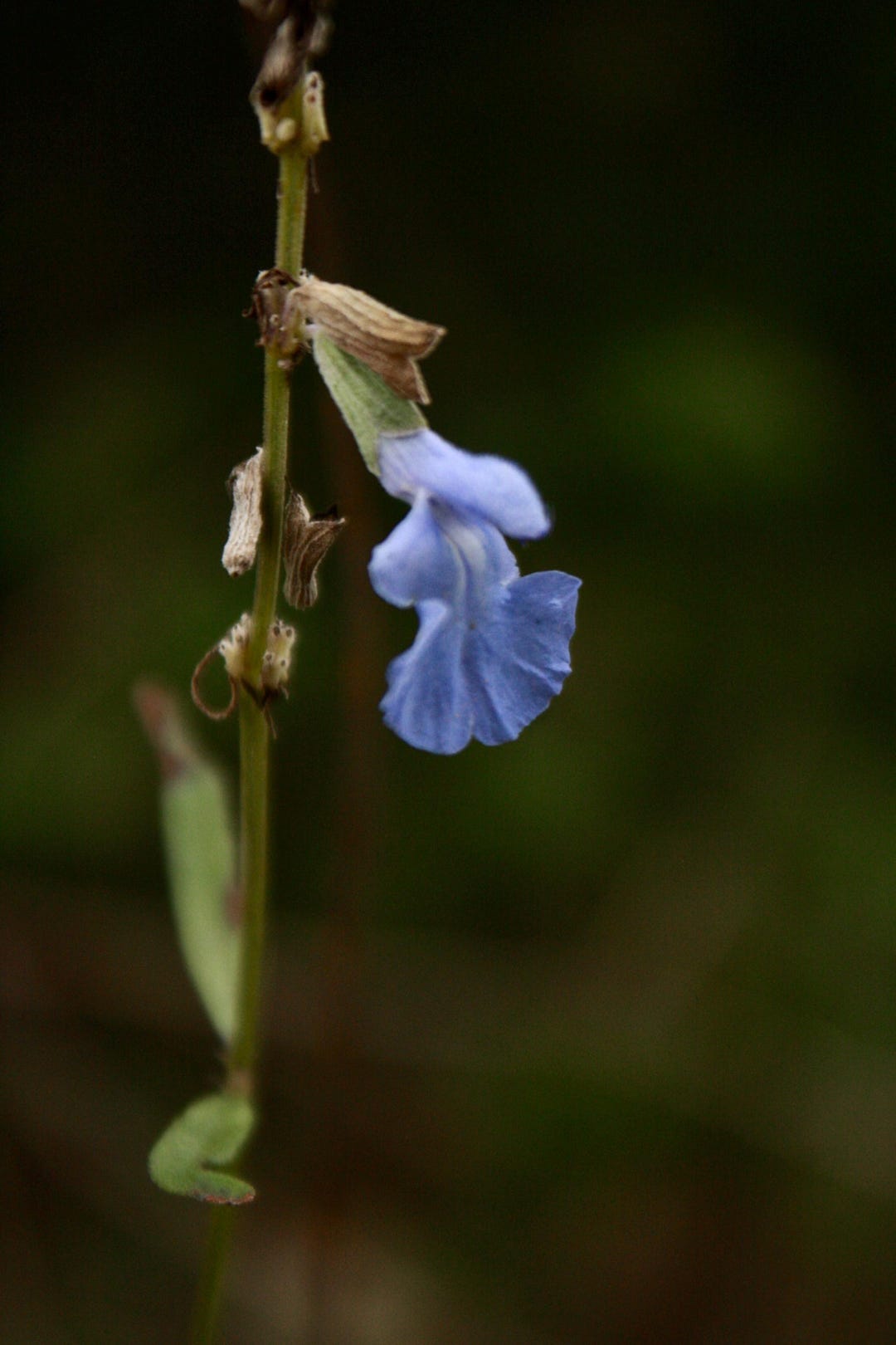 Purple Flower Collection - Etsy