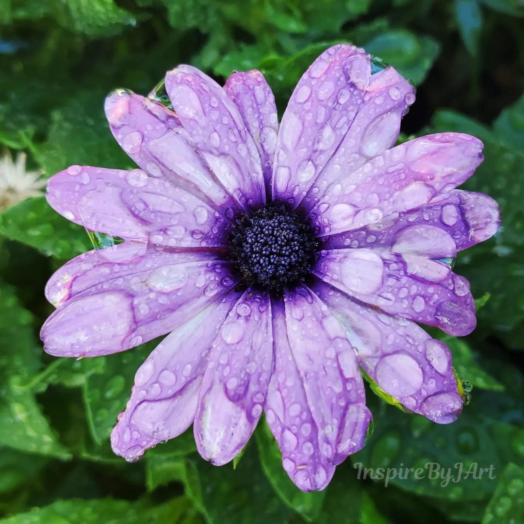 Ethereal Purple Daisy With Dew – Nature’s Watercolor in Bloom - Etsy
