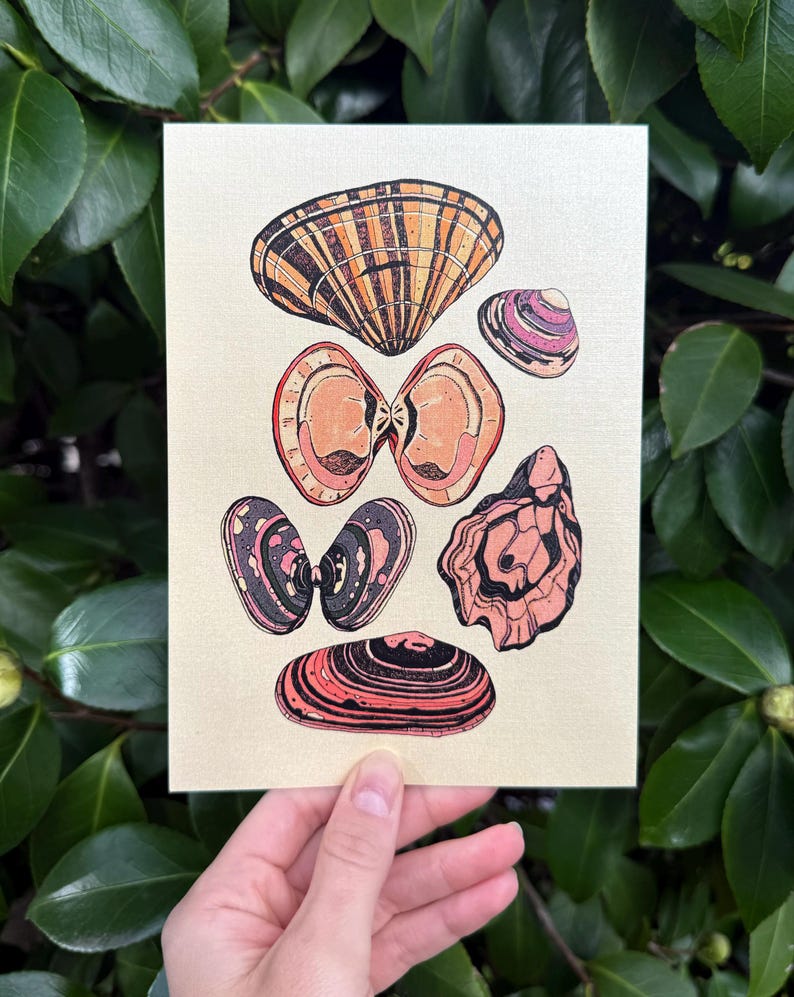 Bivalve Shells 5x7 Art Print - Etsy