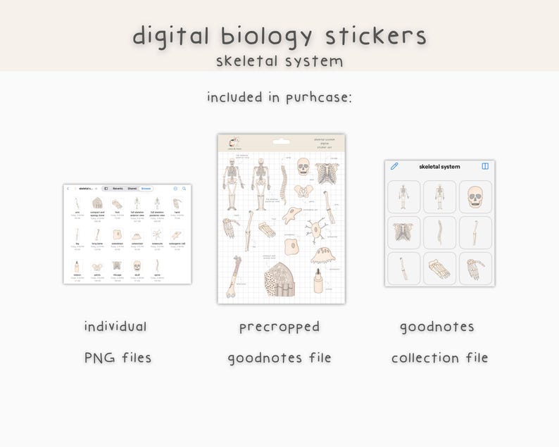 Biology Digital Stickers: Skeletal System (goodnotes, Notability, PNG ...