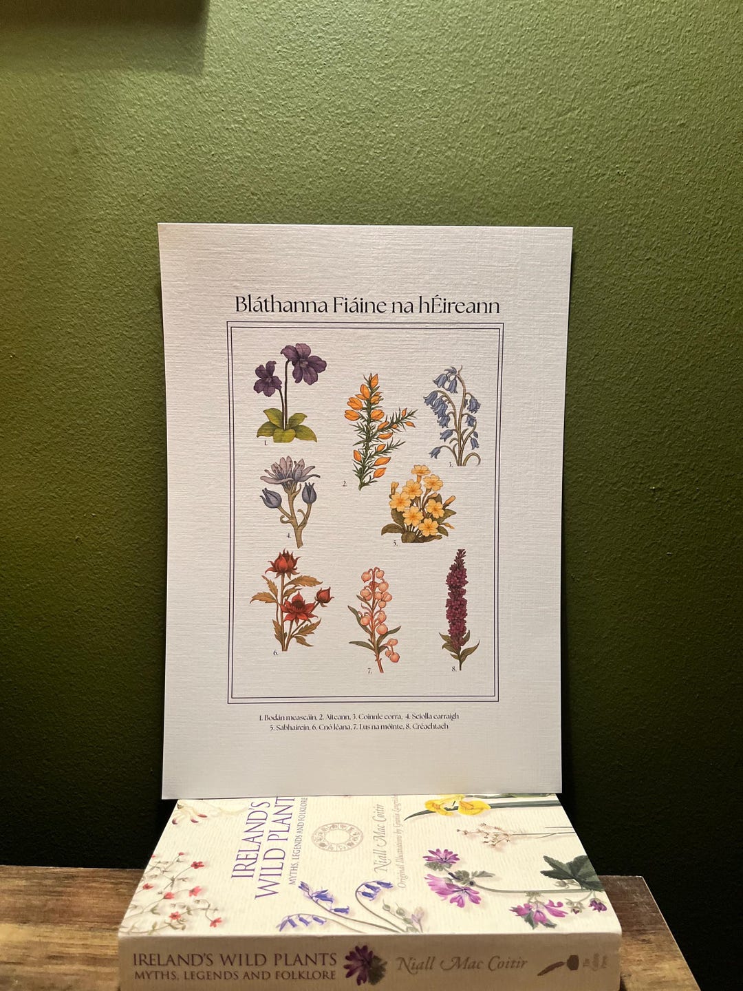 Bláthanna Fiáine Na HÉireann (wildflowers of Ireland) A4 Botanical ...