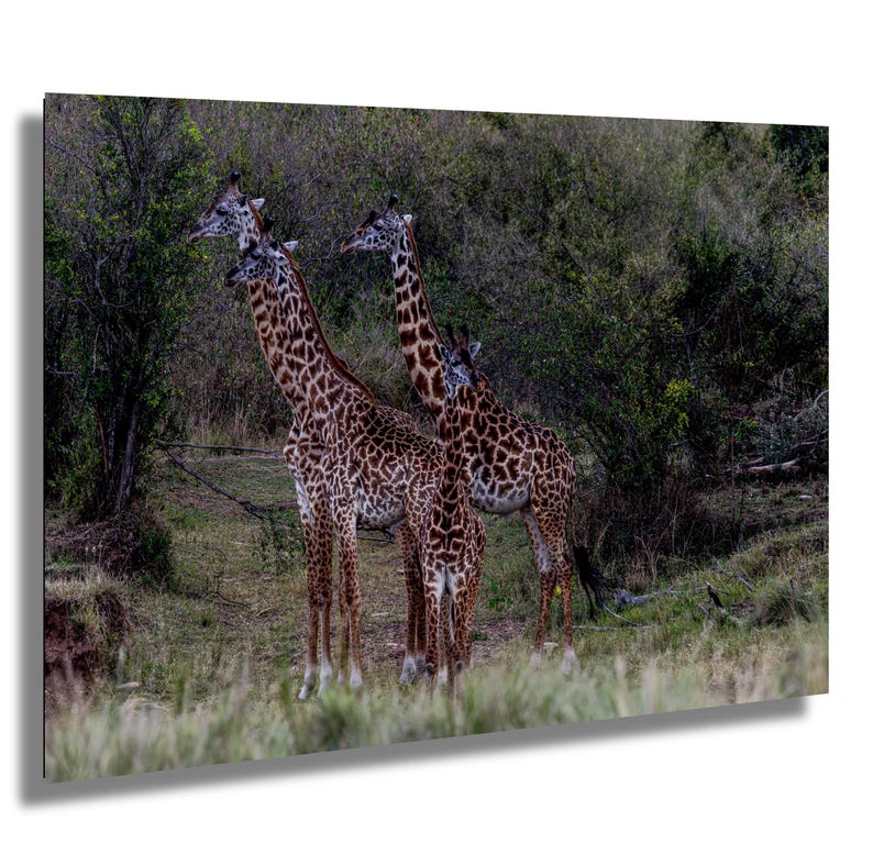 Maasai Mara Giraffe Print: Kenya Safari Wall Art - Etsy