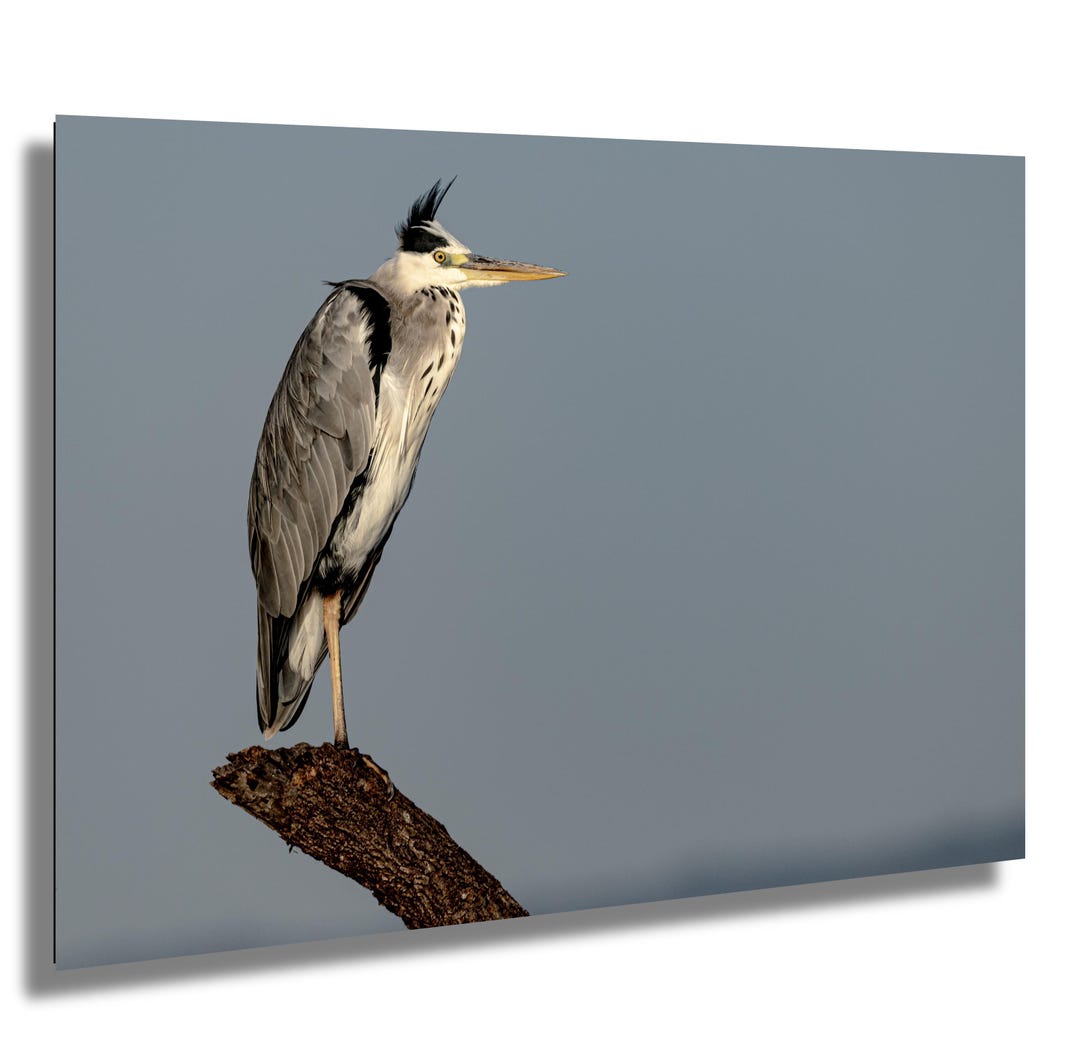 African Grey Heron Fine Art Print: Lake Baringo Bird Photography - Etsy