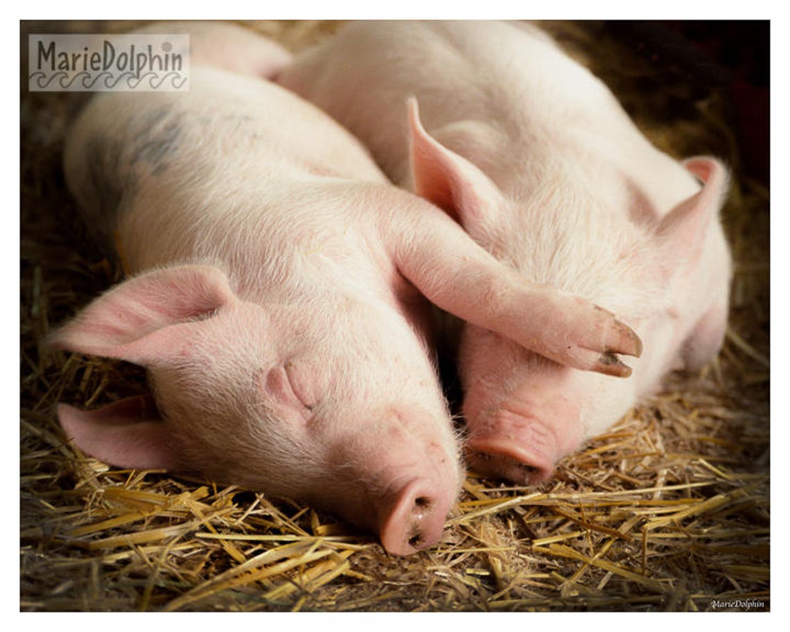 Sleeping Dreaming Hugging Cuddly Pet PIGS Piglets in the Barn on Straw ...