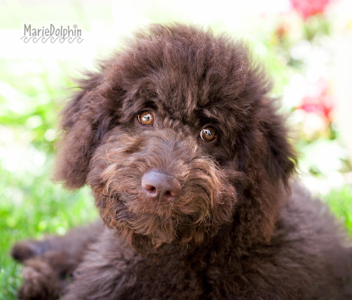 Cute Smile Chocolate Color LABRADOODLE Golden DOODLE Puppy Dog - Etsy