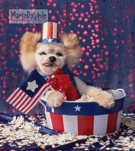 Patriotic Pooch Tiny TOY Dog Dresses as POLITICAL Candidate N | Etsy
