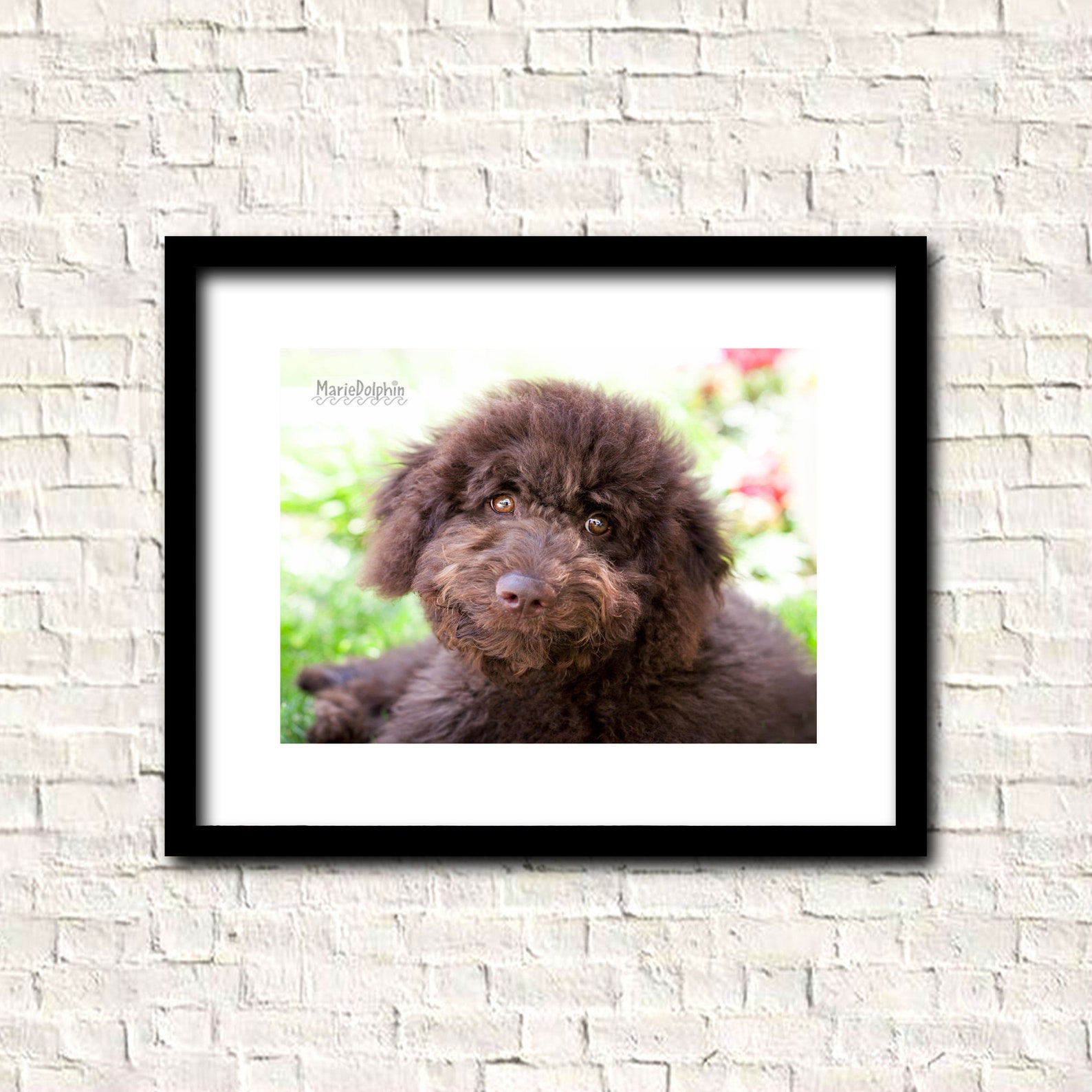Cute Smile Chocolate Color LABRADOODLE Golden DOODLE Puppy Dog N the ...