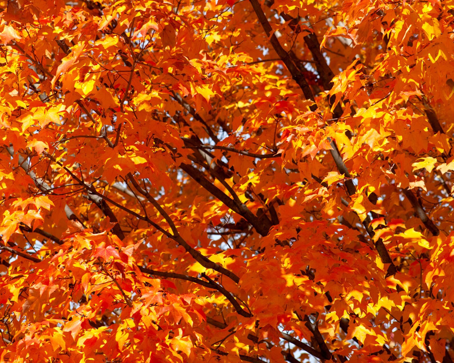 Midwest Fall Tree LEAVES in Autumn Beautiful Bright Colors of - Etsy