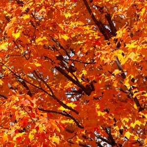 Midwest Fall Tree LEAVES in Autumn Beautiful Bright Colors of - Etsy