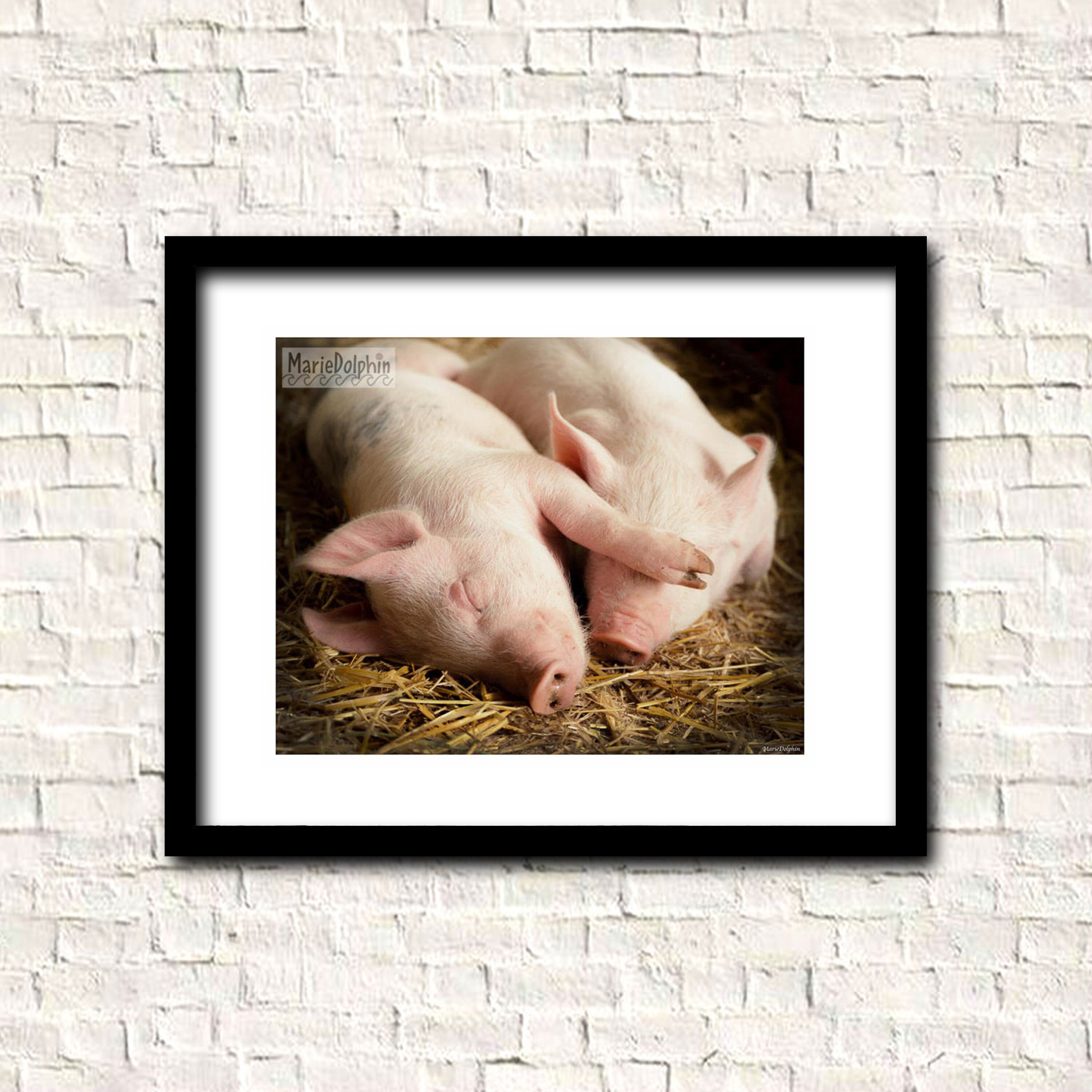 Sleeping Dreaming Hugging Cuddly Pet PIGS Piglets in the Barn on Straw ...