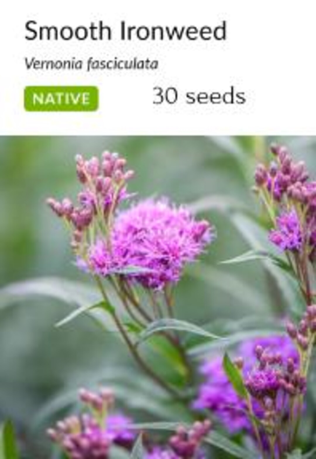 Smooth Ironweed (veronia Fasiculata) 30+ Seeds - Etsy