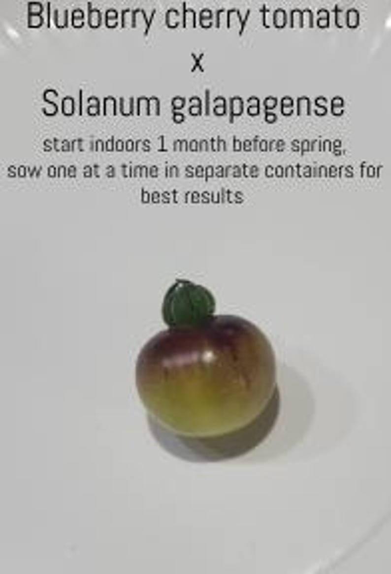 Blueberry Cherry Tomato X Solanum Galapagense F1 Hybrid Seeds - 10pc - Etsy