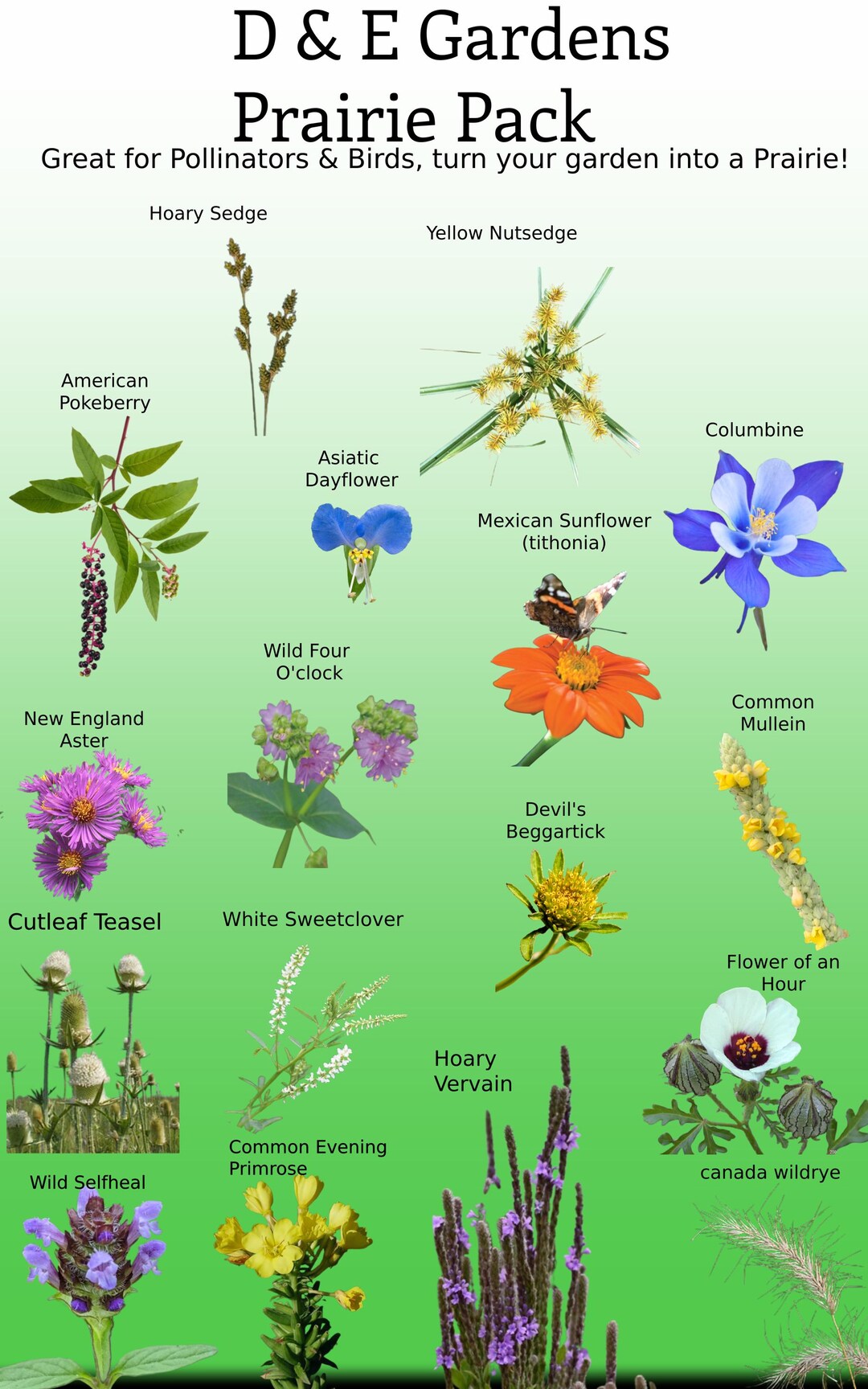 Prairie Seed Packets - 19 Species Variety Mix- Vibrant Flowers & Hardy ...