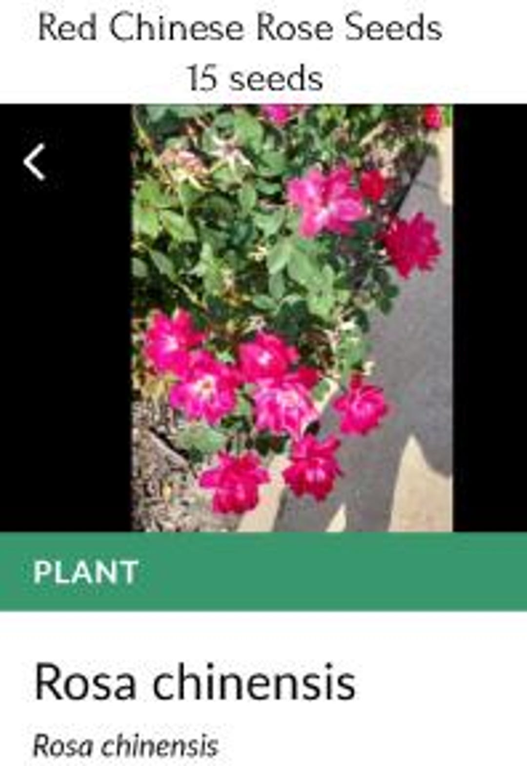 Red Chinese Rose (rosa Chinensis) 15 Seeds - Etsy
