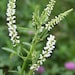 Prairie Seed Packets - 19 Species Variety Mix- Vibrant Flowers & Hardy ...