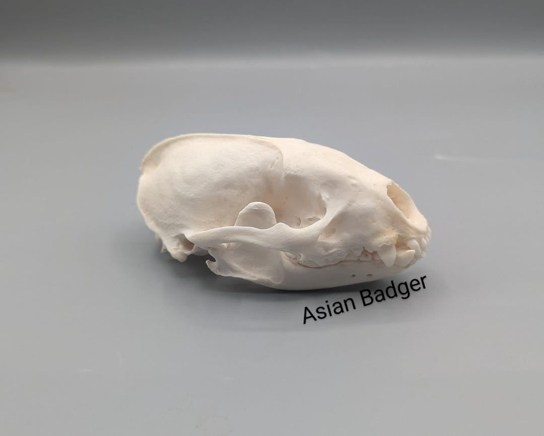 Asian Badger Skull, Skulls, Animal Skull, Badger Skull, Taxidermy ...