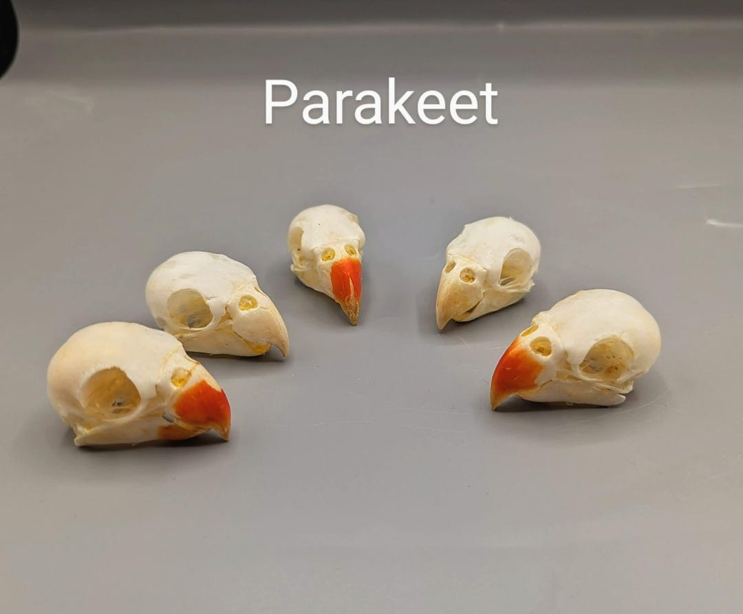 Parakeet Skull, Skulls, Animal Skull, Bird Skull, Taxidermy, Taxidermy ...