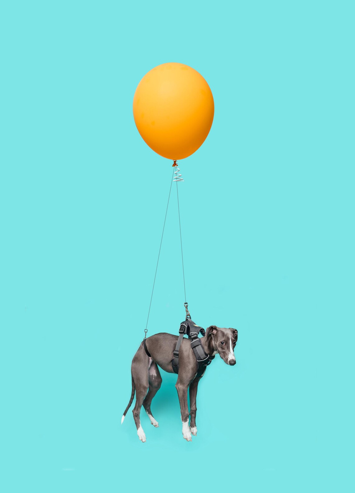 Floating Dogs - Etsy