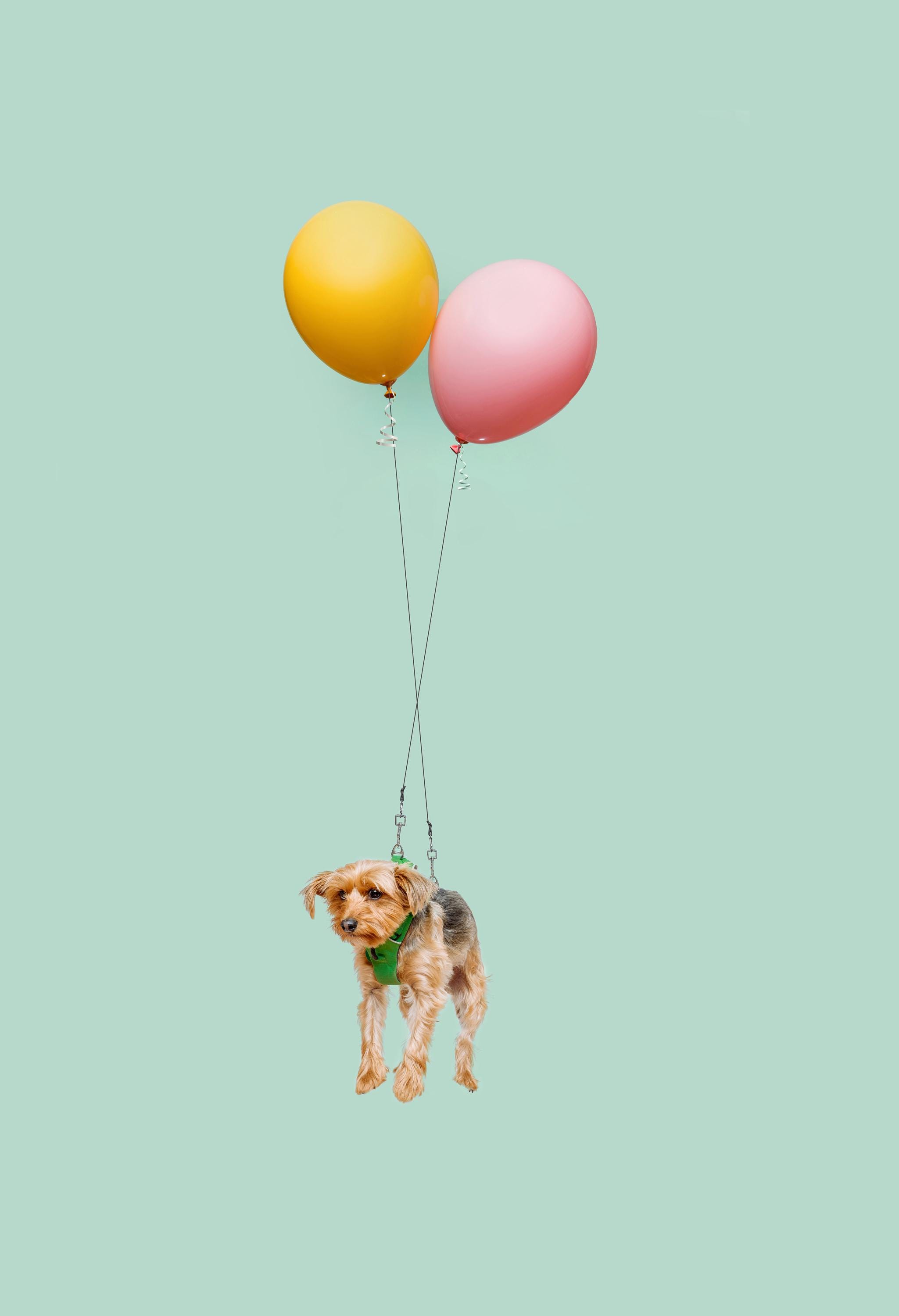 Floating Dogs - Etsy