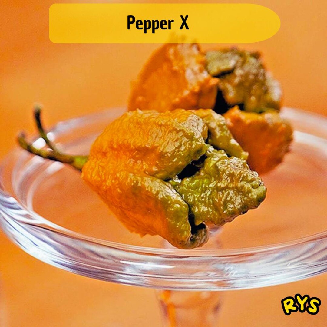Rare 25 Pepper X Seeds for Extremely Spicy Garden Planting - Etsy