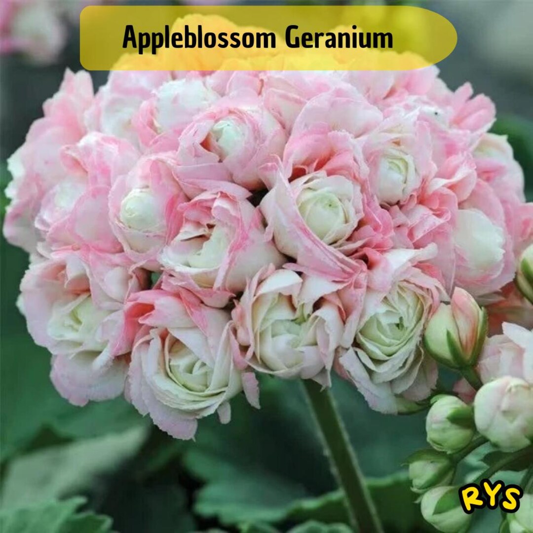 Rare 15 Appleblossom Geranium Seeds ~ Plants Garden Grow Your Own Etsy