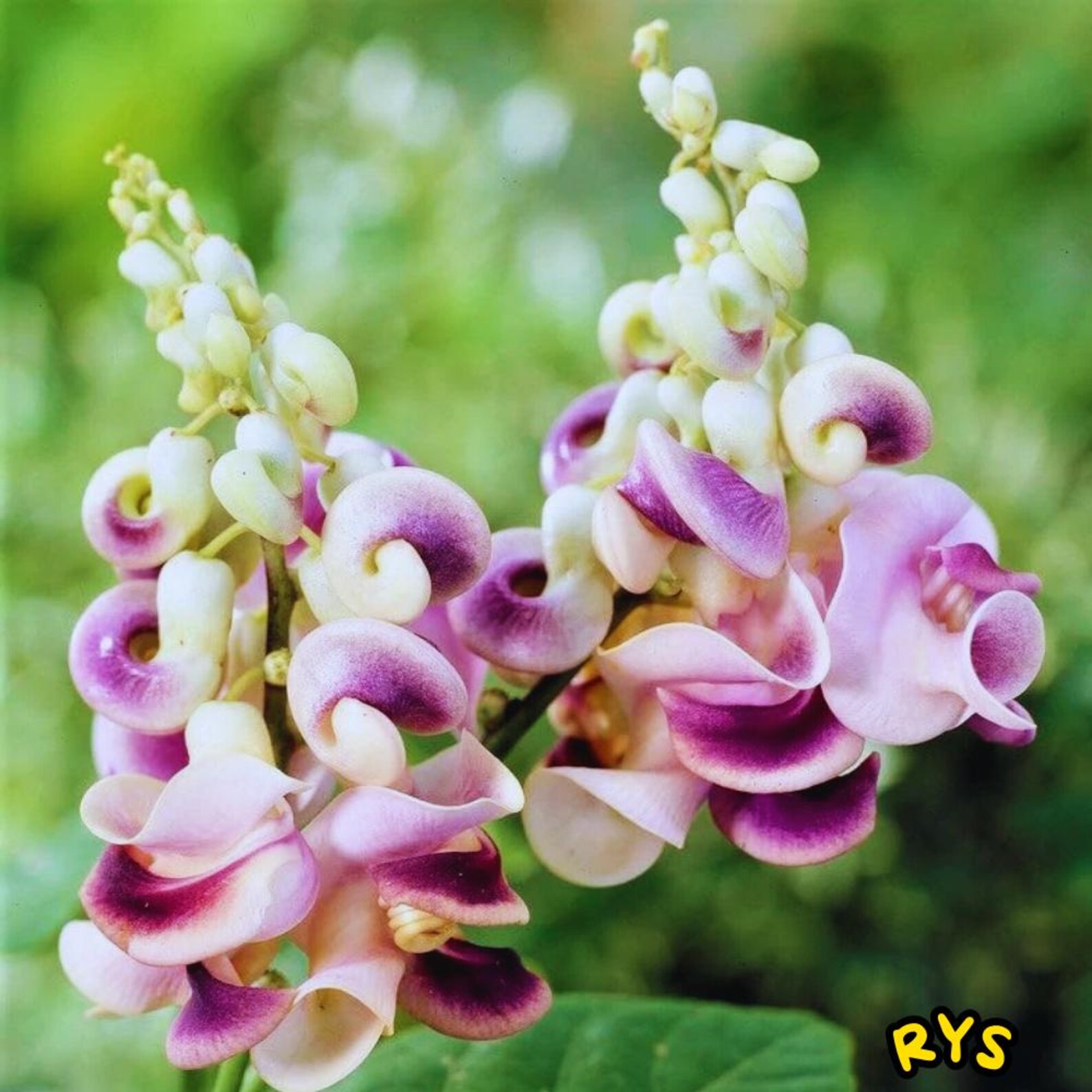 RARE Cochliasanthus Vigna Caracalla Corkscrew Vine Snail Creeper Bean ...