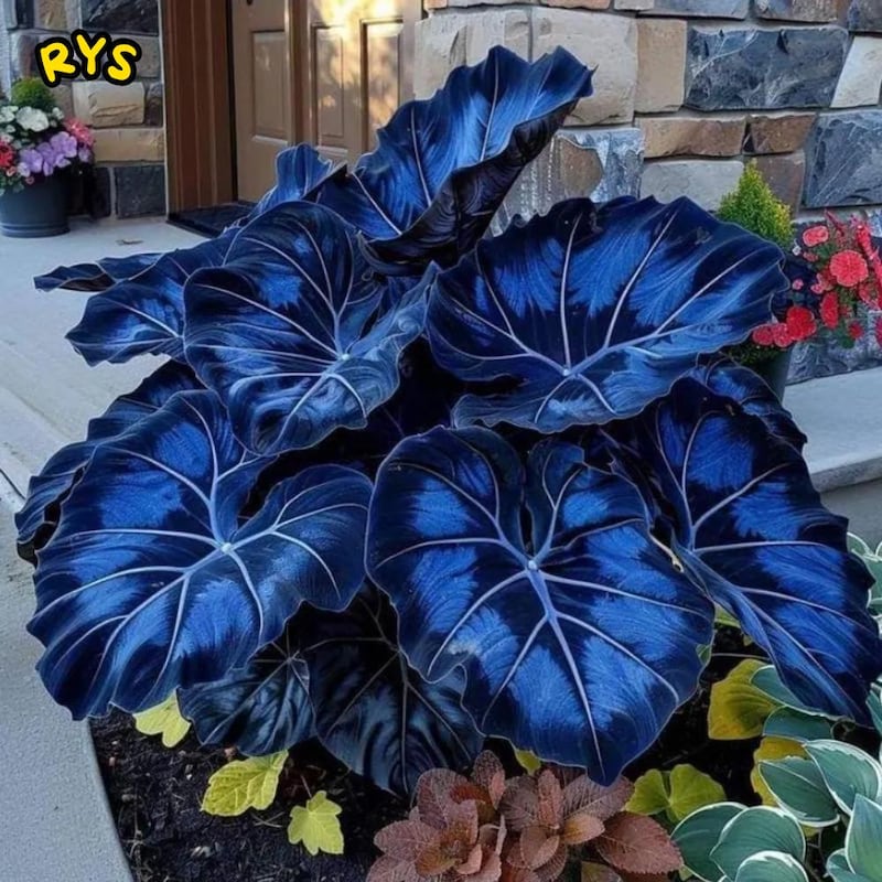 Midnight Blue Heart Plant - Etsy Canada