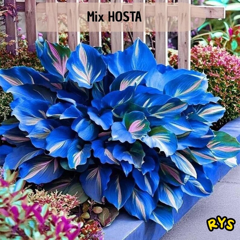 Hosta Mix Seeds – Perennial Shade Garden Ornamental Foliage - Etsy