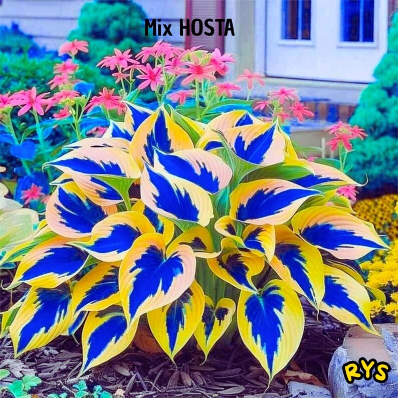 Hosta Mix Seeds – Perennial Shade Garden Ornamental Foliage - Etsy