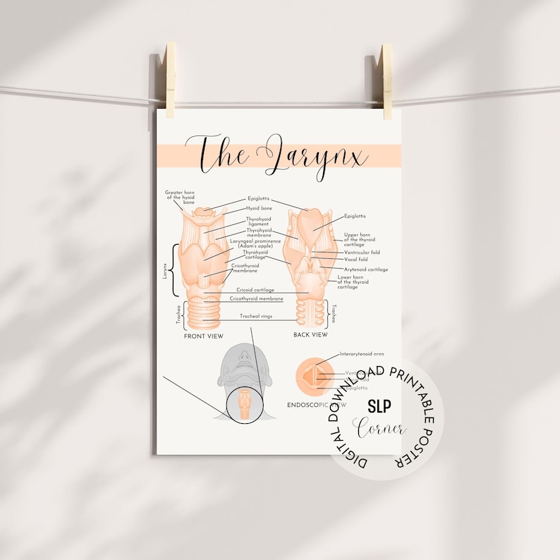 Larynx Anatomy Poster | Speech Pathologist Therapy Office Decor | Human ...