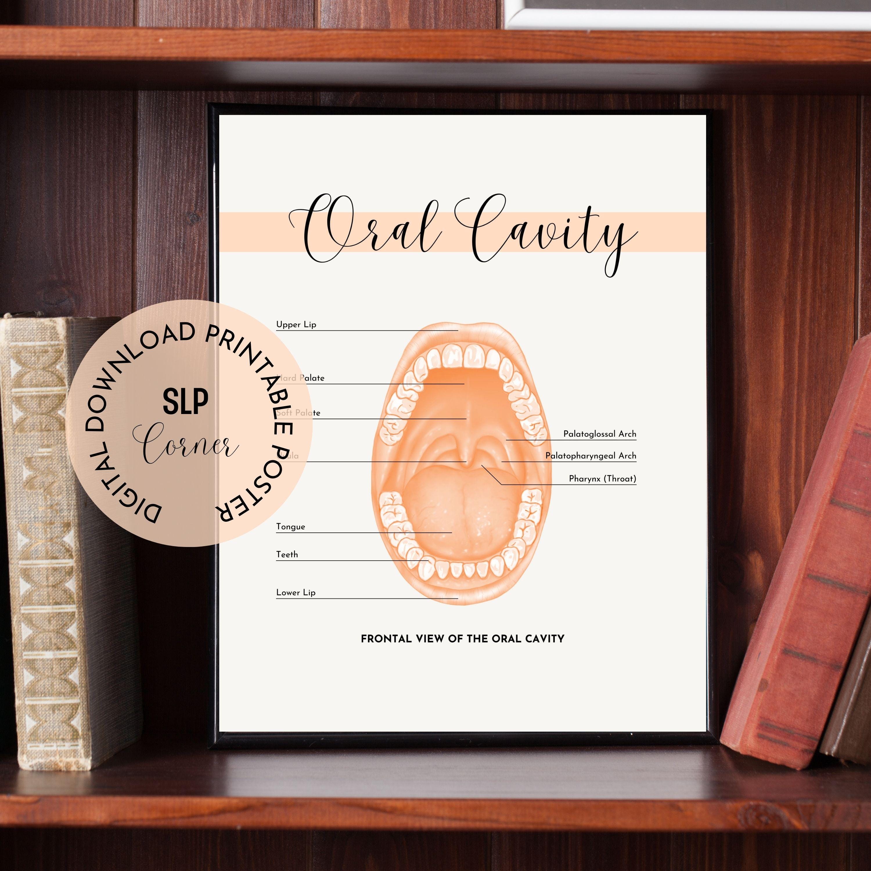 Oral Cavity Anatomy Poster | SLP Therapy Office Decor | Human Anatomy Print | Speech Pathologist ...