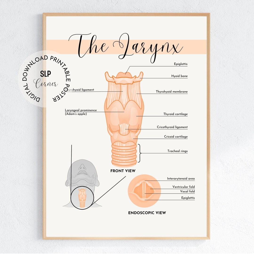 Larynx Anatomy Print | SLP Therapy Office Decor | Human Anatomy Poster | Voice Therapist ...