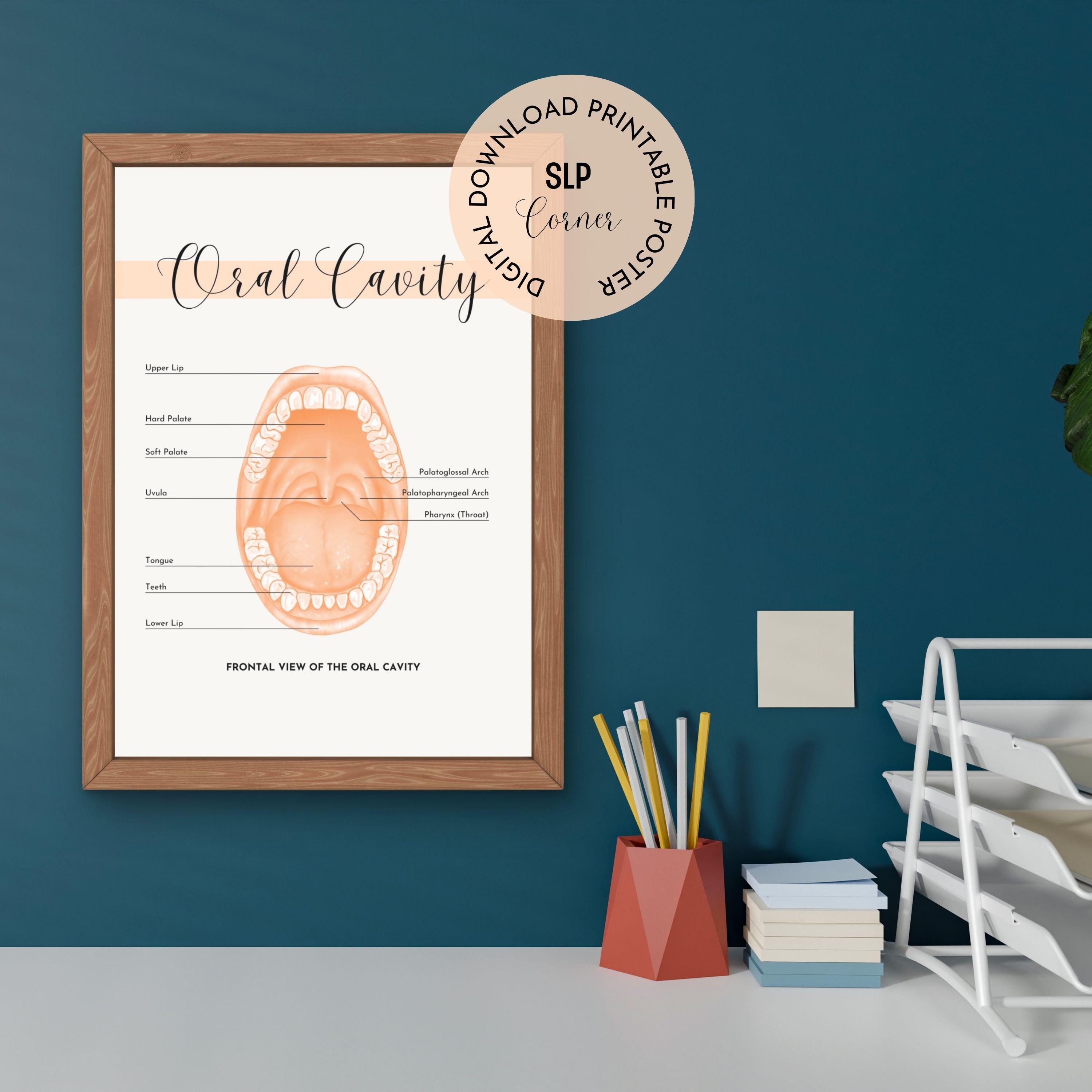 Oral Cavity Anatomy Poster | SLP Therapy Decor (digital Download) - Etsy
