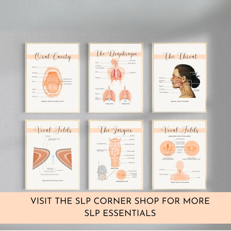 Oral Cavity Anatomy Poster | SLP Therapy Office Decor | Human Anatomy ...