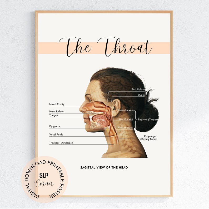 Throat Anatomy Poster | SLP Office Decor (digital Download) - Etsy