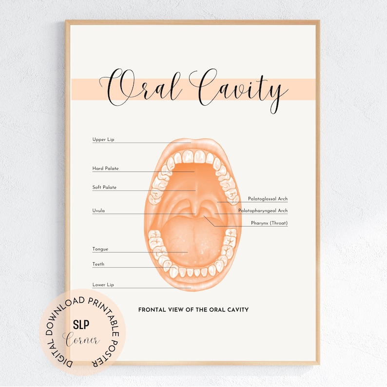 Oral Cavity Anatomy Poster | SLP Therapy Office Decor | Human Anatomy ...