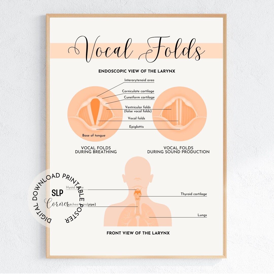 Vocal Folds Anatomy Poster | SLP Office Decor (digital Download) - Etsy