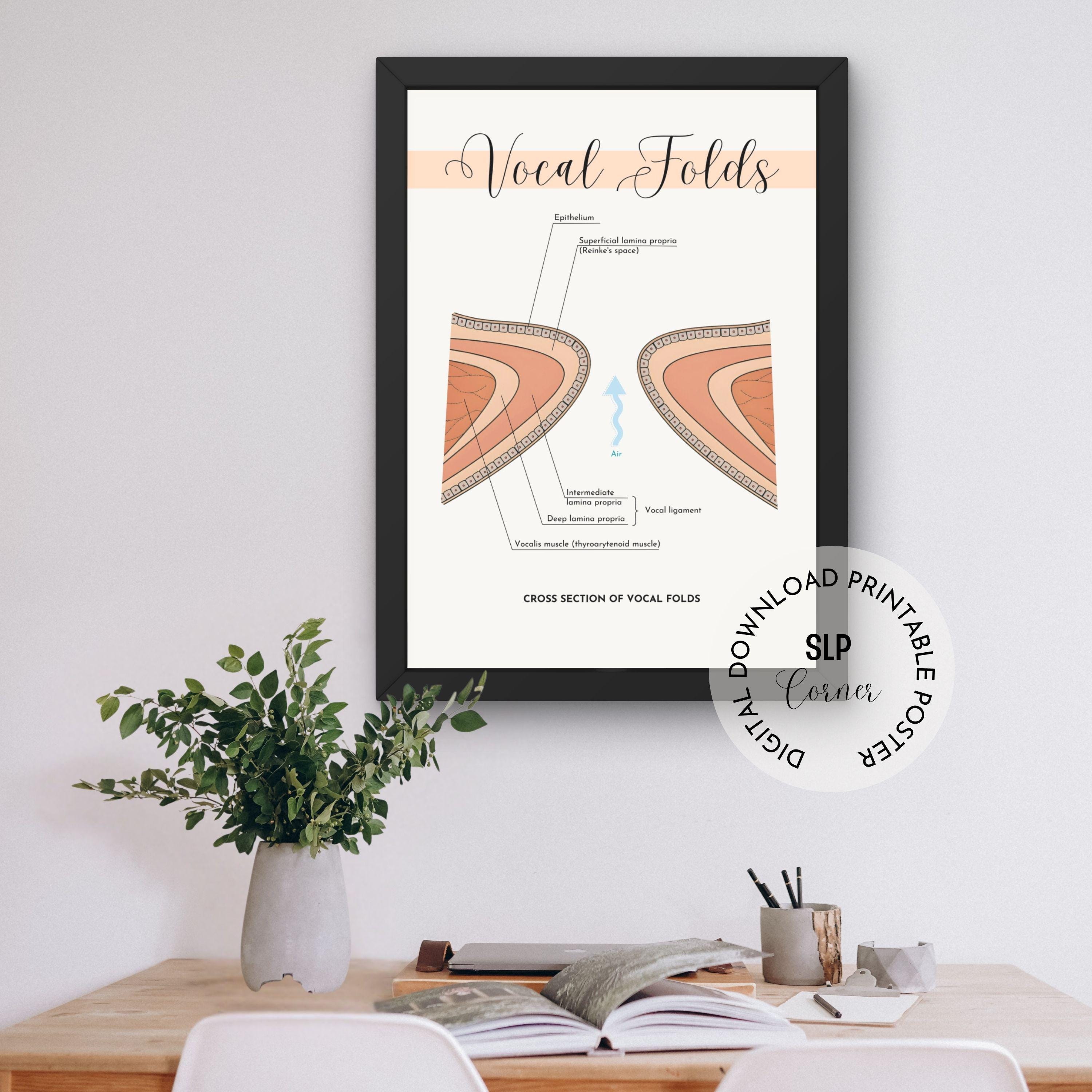 Vocal Folds Anatomy Print | SLP Therapy Office Decor | Human Anatomy ...