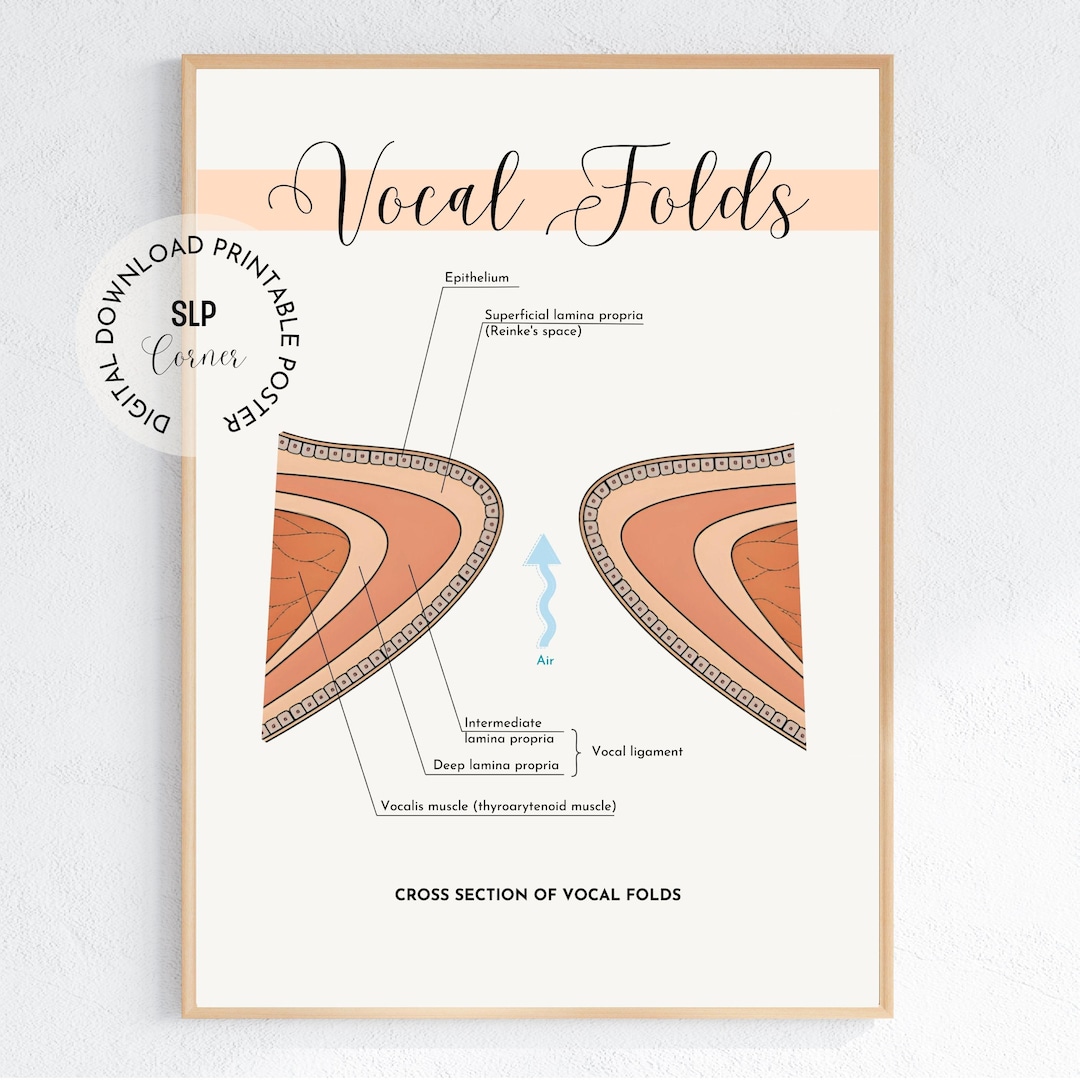 Vocal Folds Anatomy Print | SLP Therapy Office Decor | Human Anatomy ...