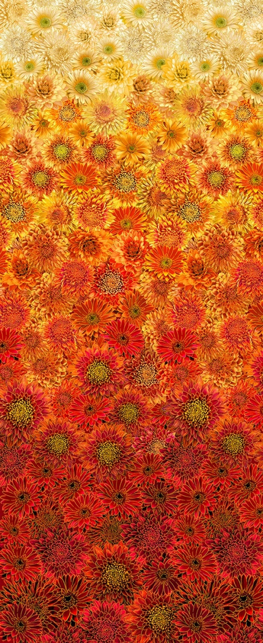 Thankful From Timeless Treasures - 1/2 Yard Autumn Ombré Metallic Mums ...