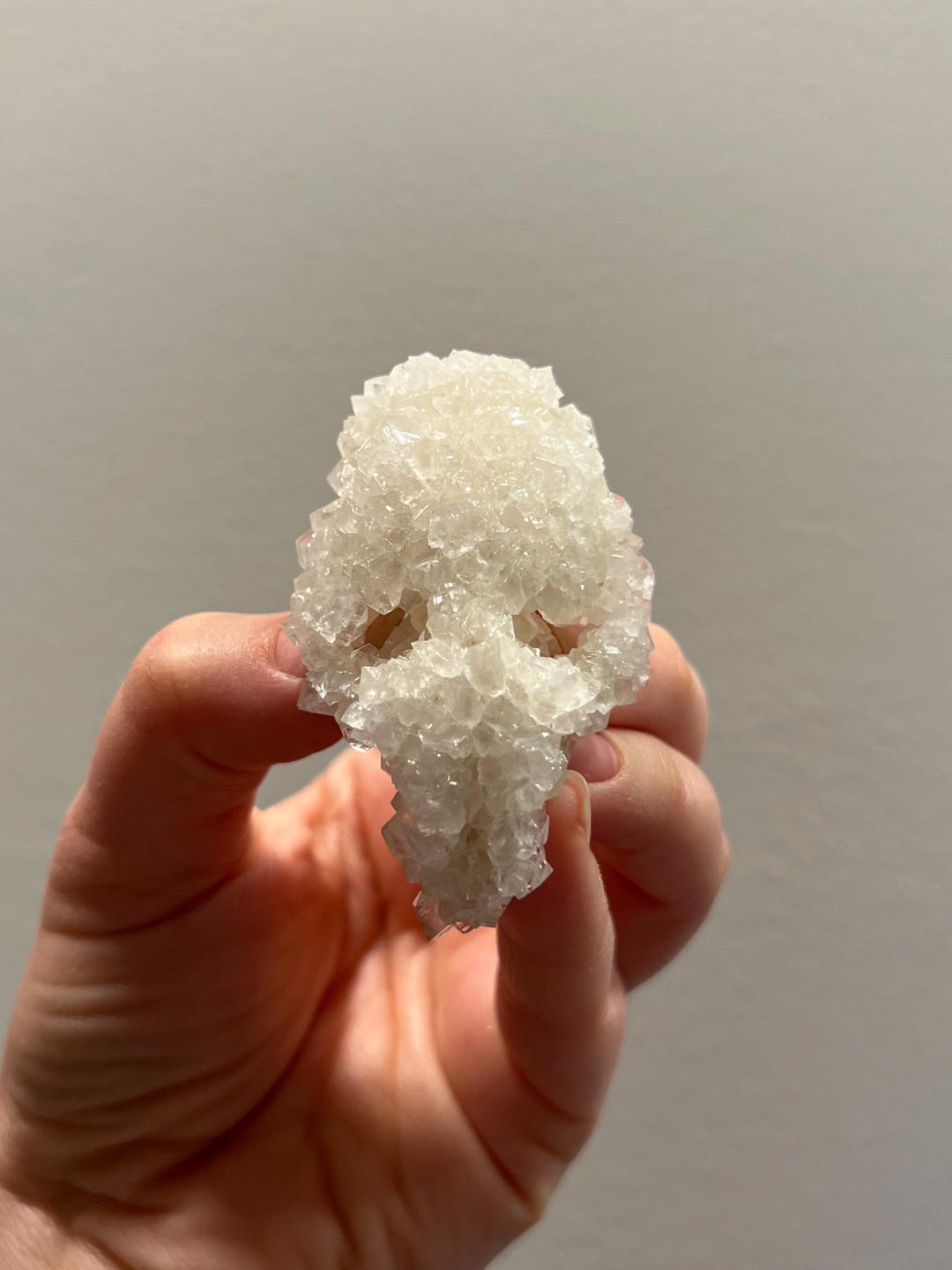 Crystallized Partial Muskrat Skull - Etsy